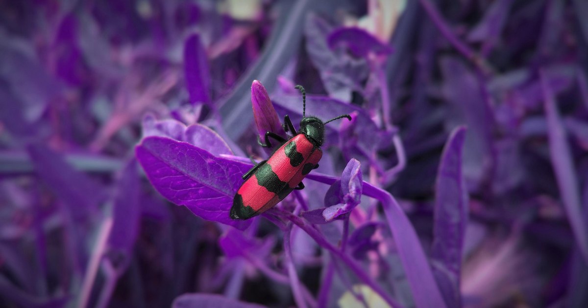 Software Bugs in Software Testing - XB Software